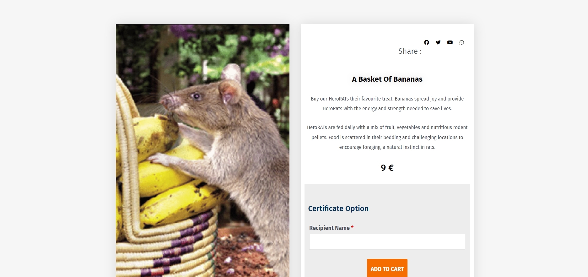 地雷探知などで活躍するアフリカオニネズミのヒーローラット！募金や養子縁組で応援しよう！ - ねずみぐらし